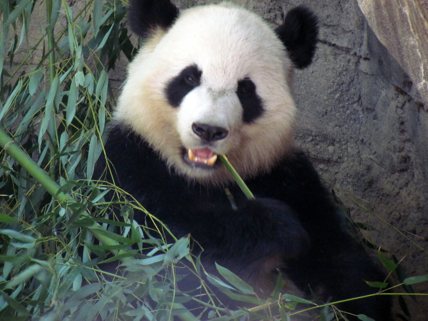 Zoo Atlanta