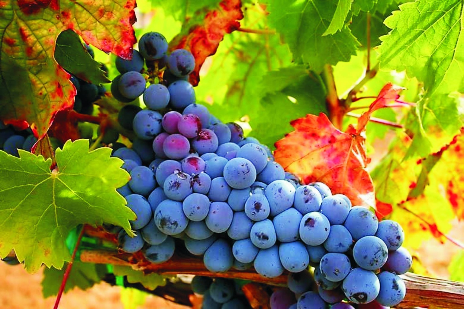 Bibayoff Vinos (Toros Pintos Ranch)