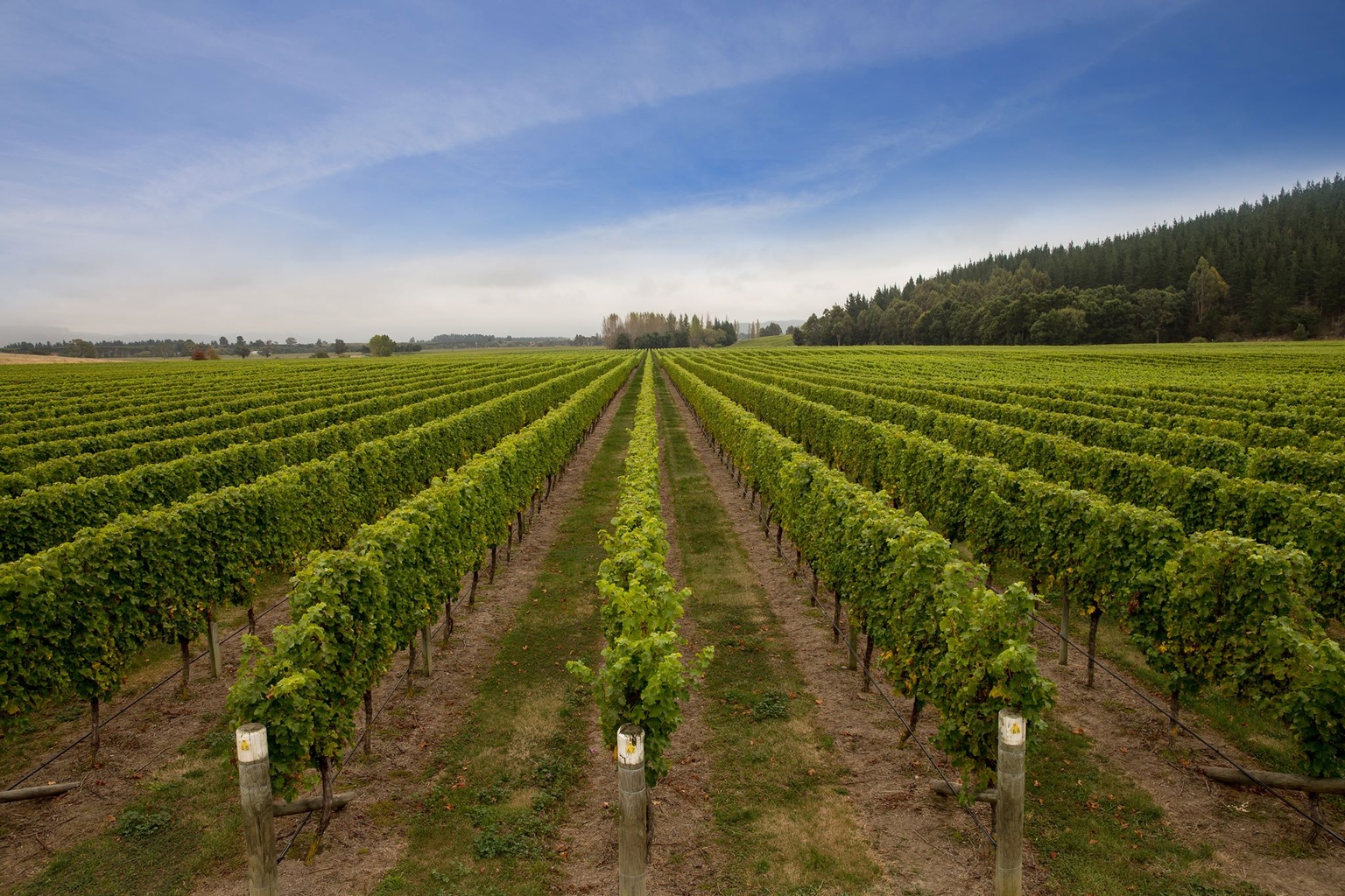 Babich Wines