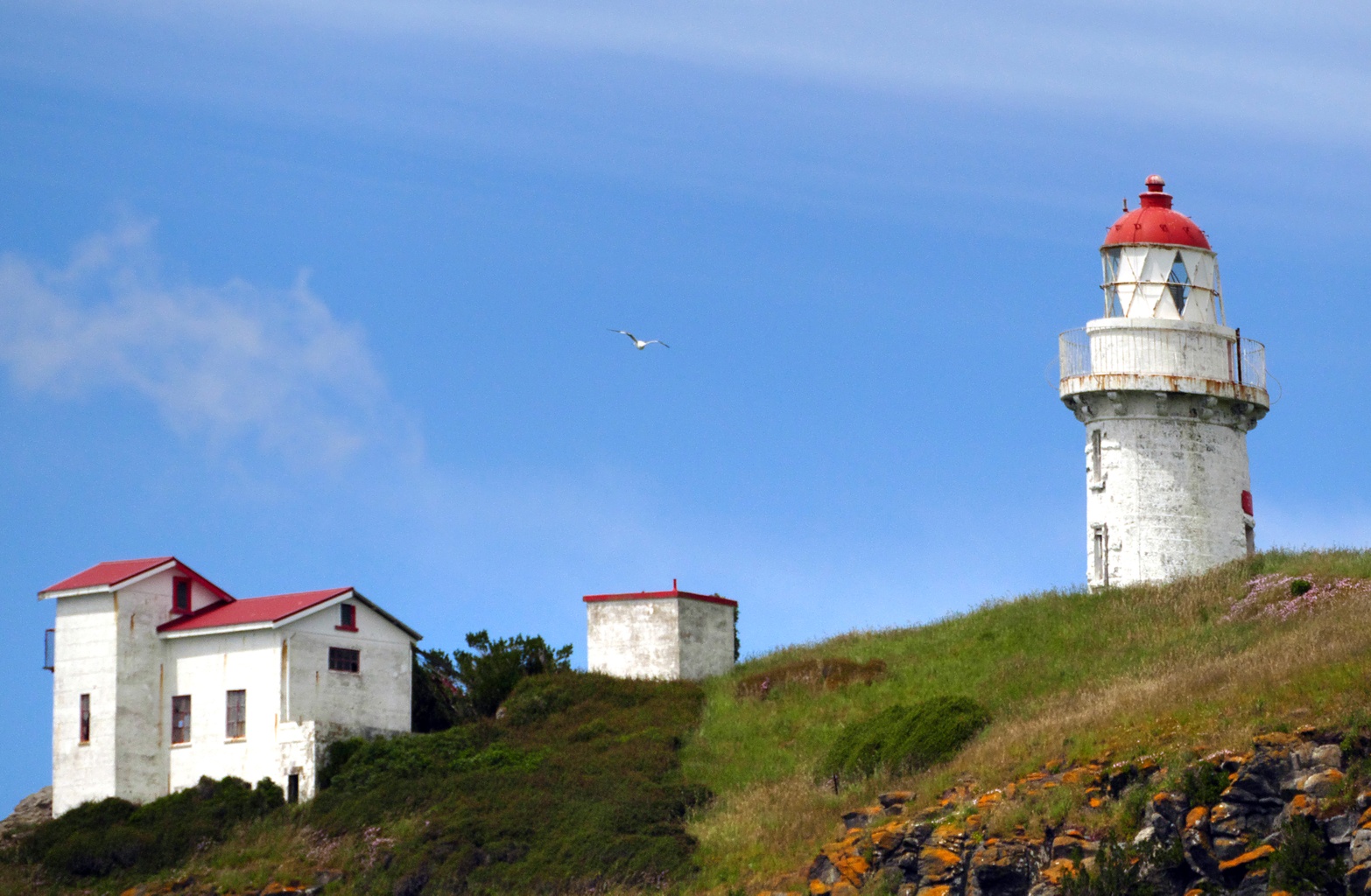 Taiaroa Head Lighthouse