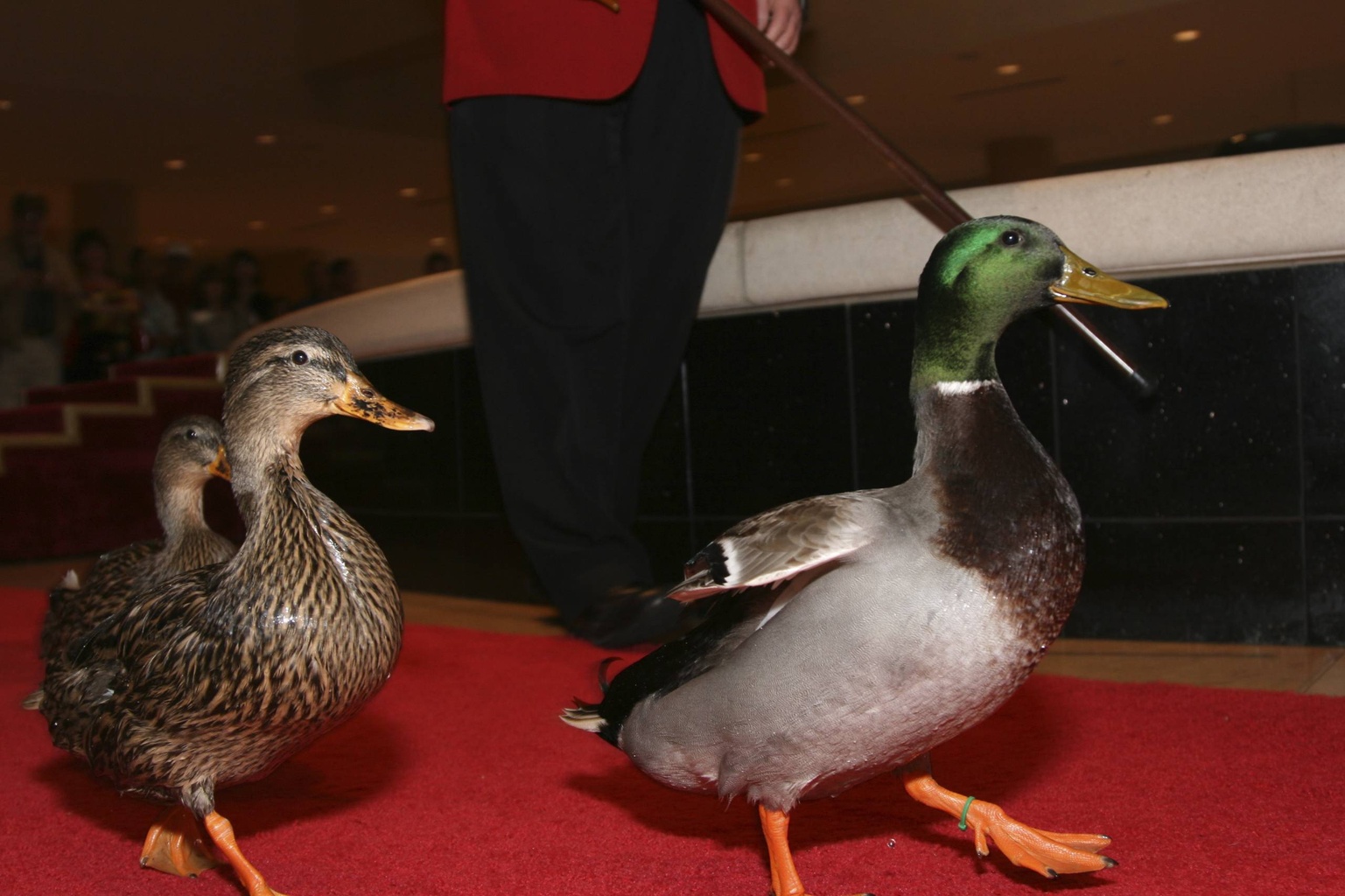 Peabody Memphis Duck March