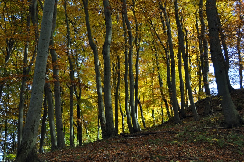 Kellerwald-Edersee National Park
