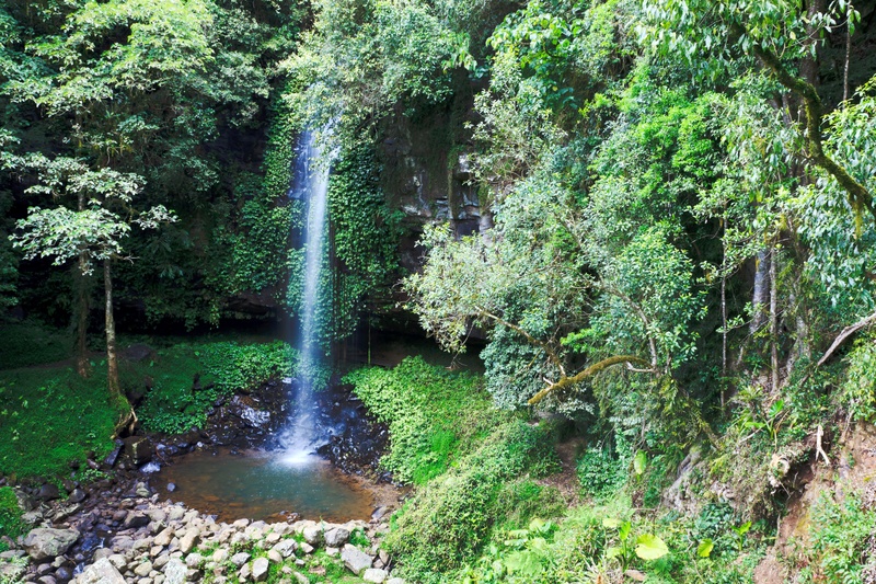 Gondwana Rainforests