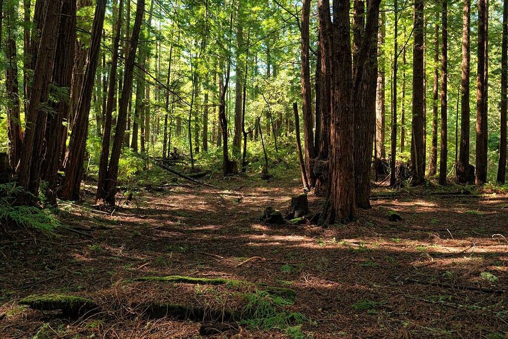Butano State Park