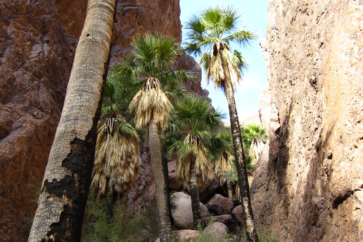 Palm Canyon