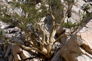 Mountain Palm Springs Trail - North Fork (Torote Canyon & Palm Bowl)
