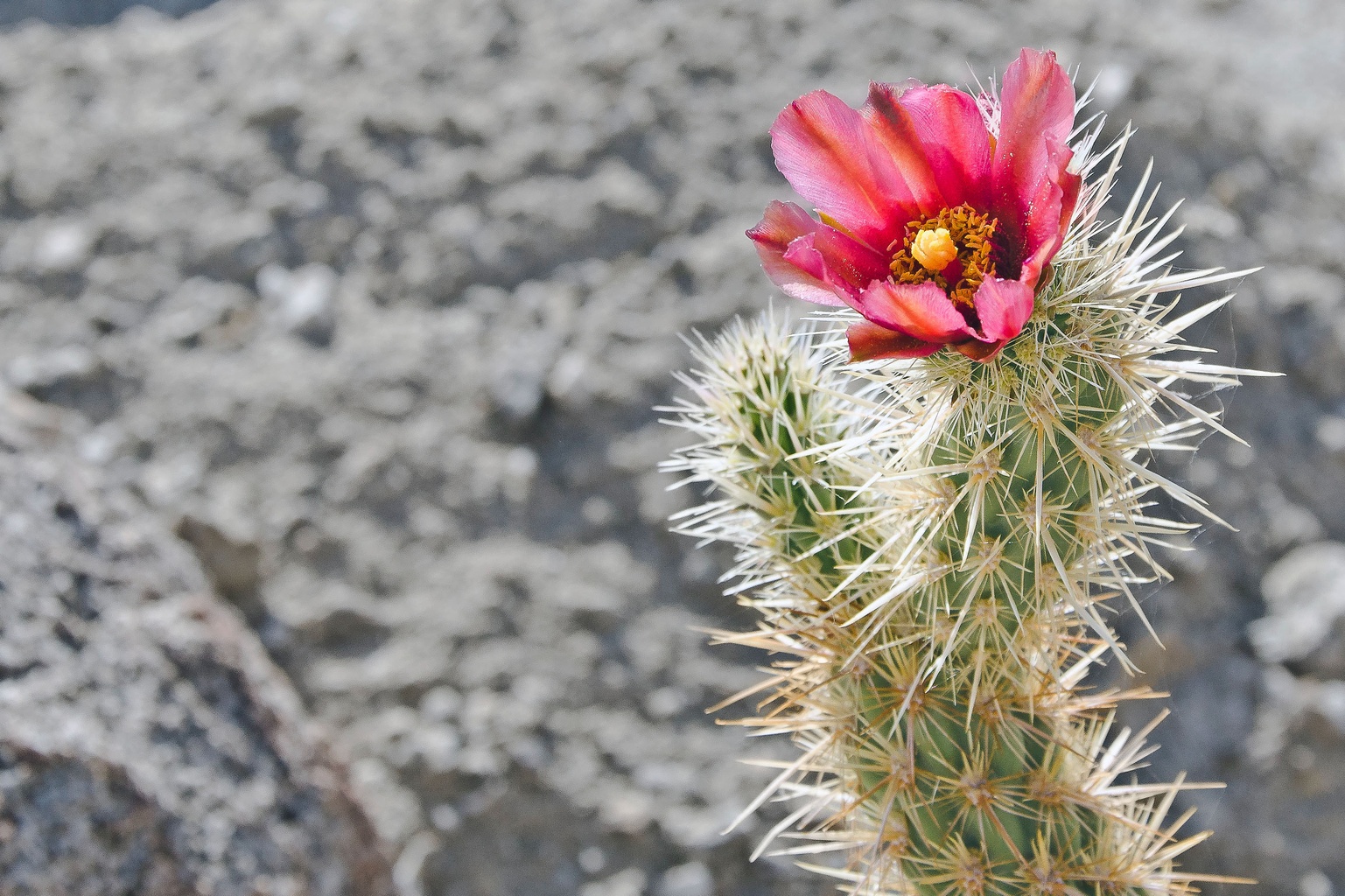 Cactus Loop Trail