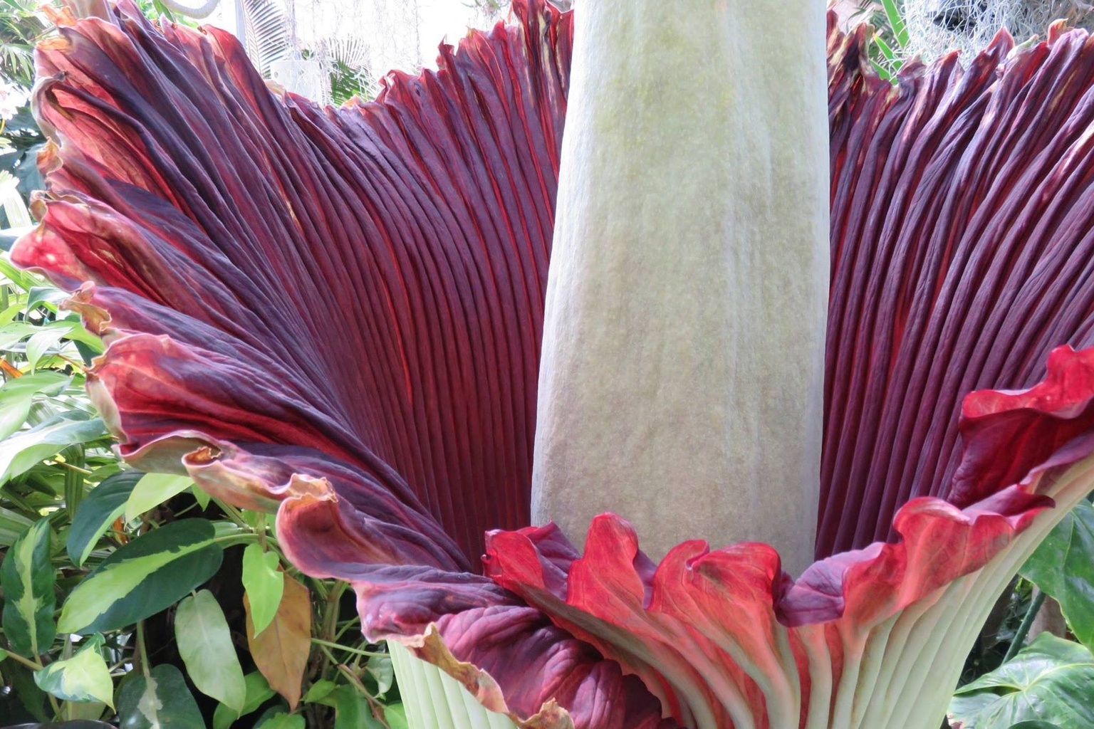 Foster Botanical Garden