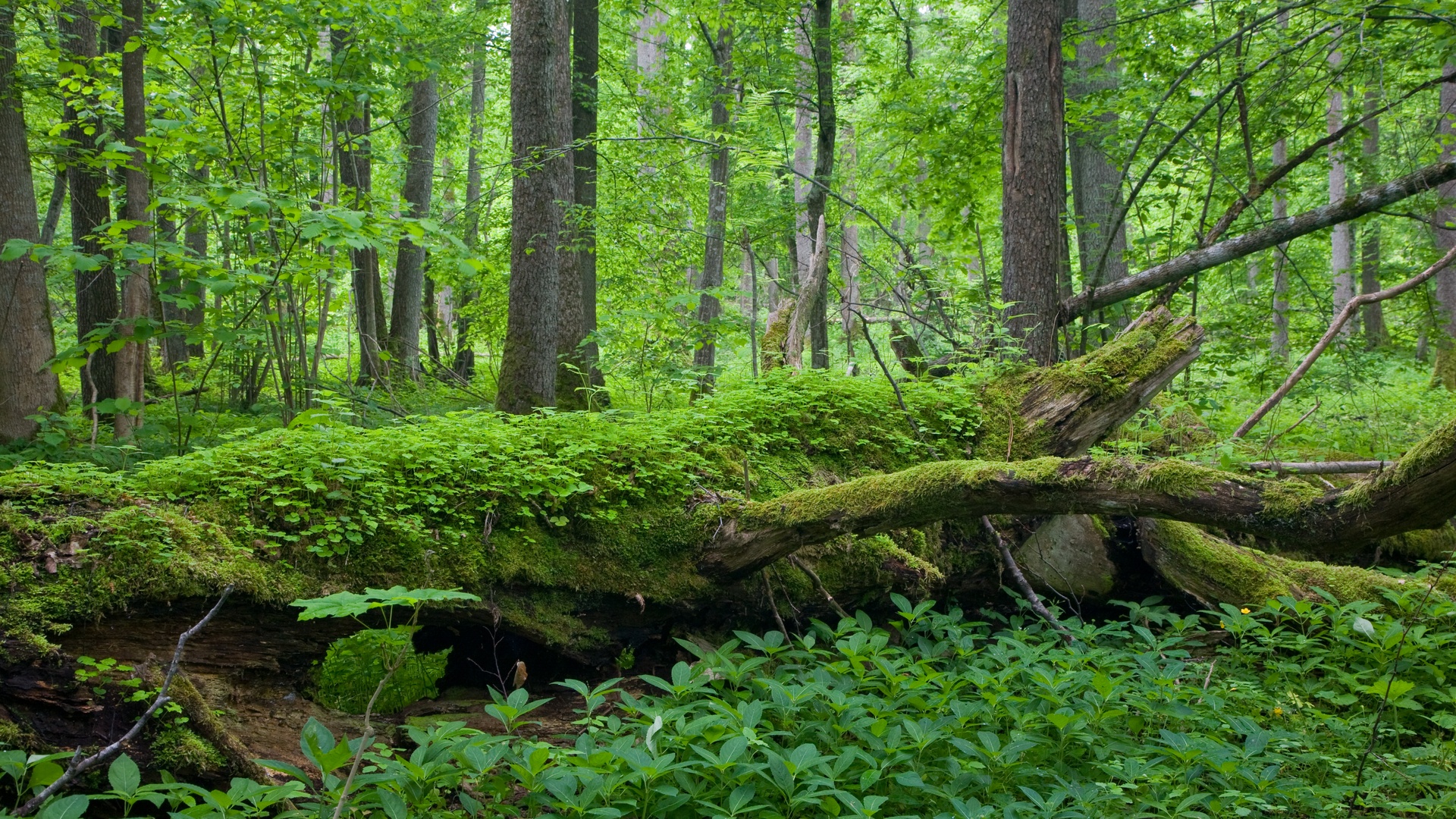 Białowieża Forest
