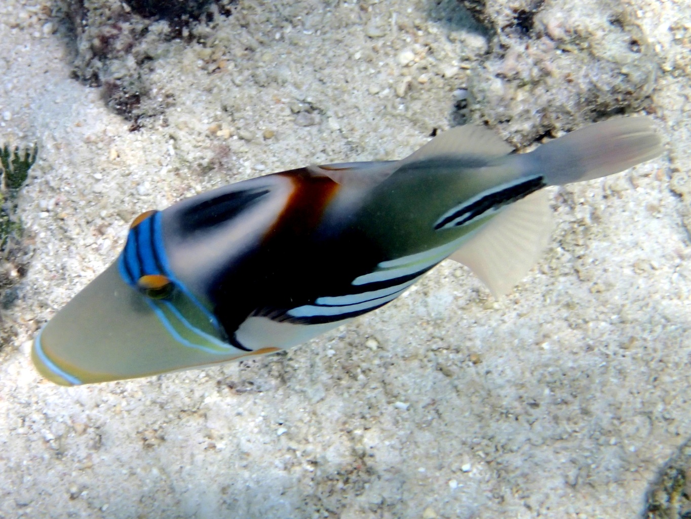 Humuhumunukunukuapua'a (Picasso Triggerfish)