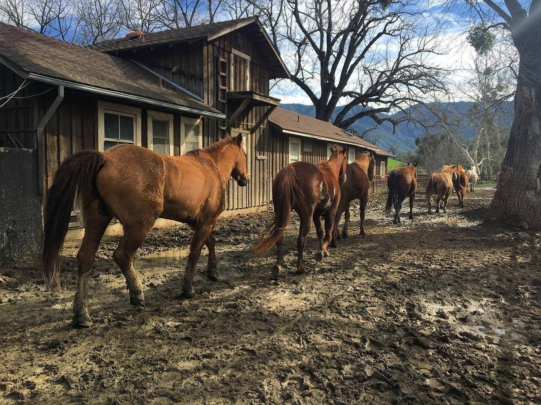 Alisal Guest (Dude) Ranch & Resort