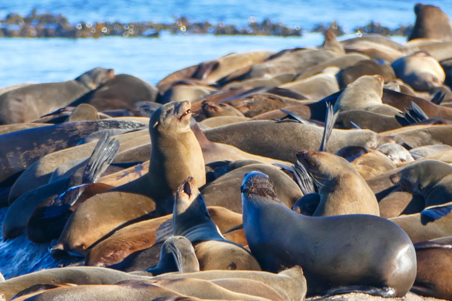 Seal Island