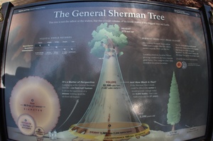 General Sherman Tree
