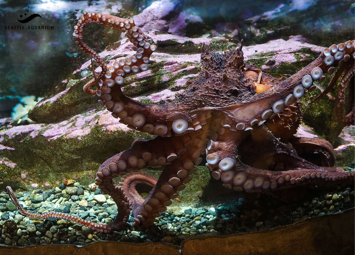 Giant Pacific Octopus Aquarium