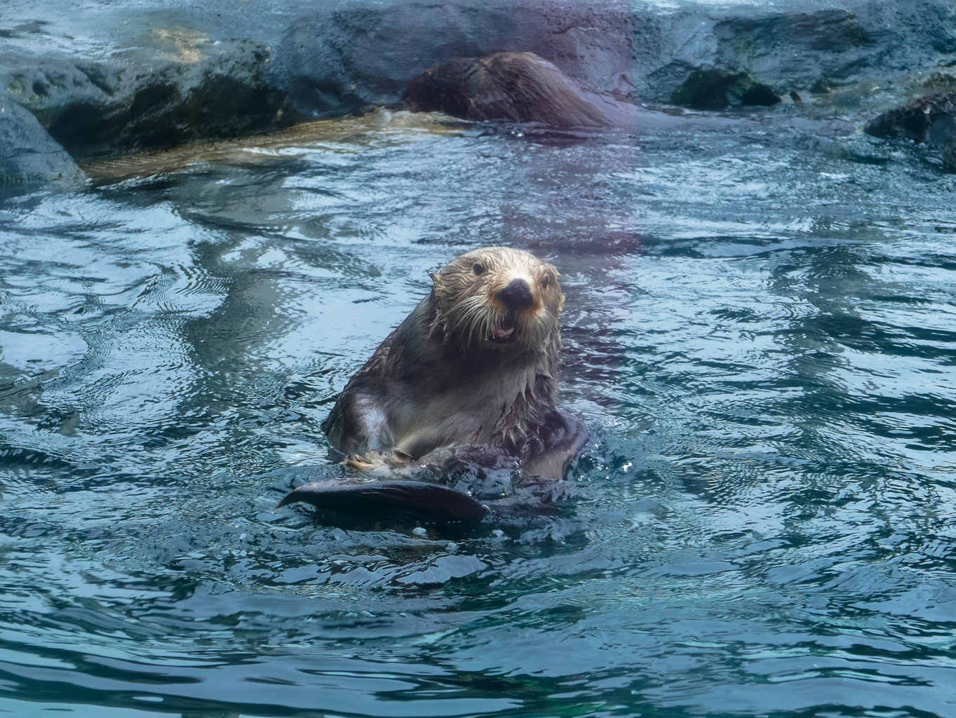 Sea Otters