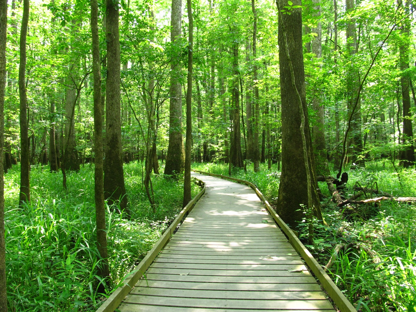 Synchronous Fireflies in Congaree National Park