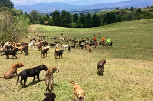 Territorio de Zaguates (Land of the Strays)