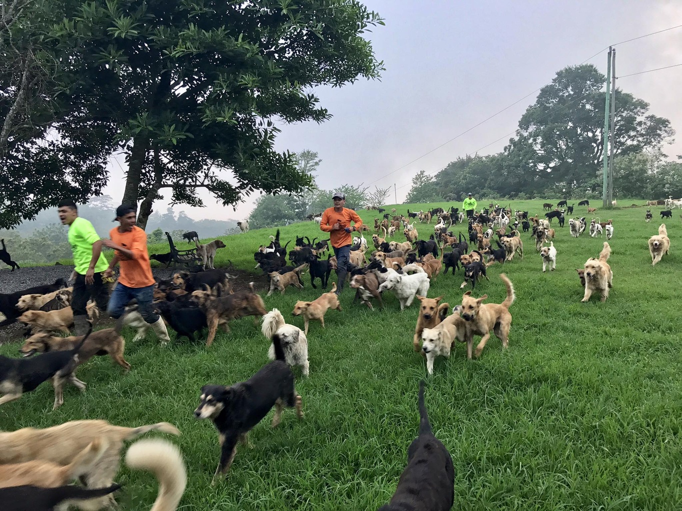 Territorio de Zaguates (Land of the Strays)