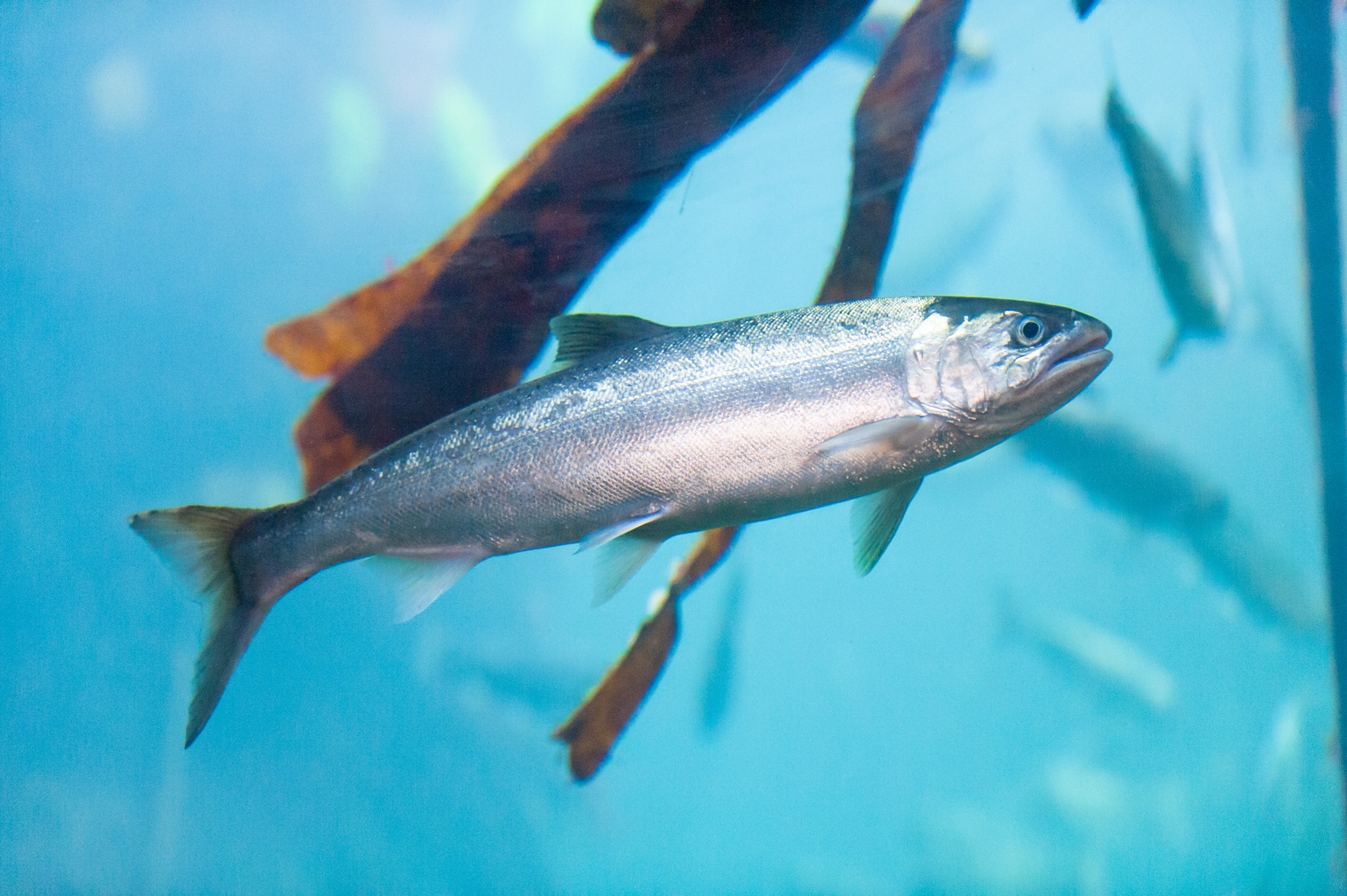 Salmon