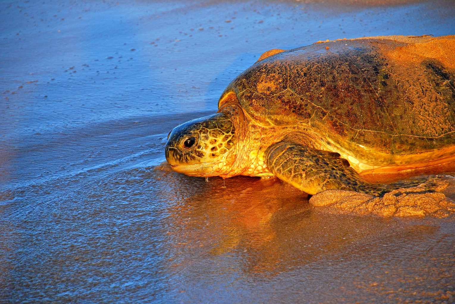 Ras al Hadd & Ras al-Jinz Turtle Reserve