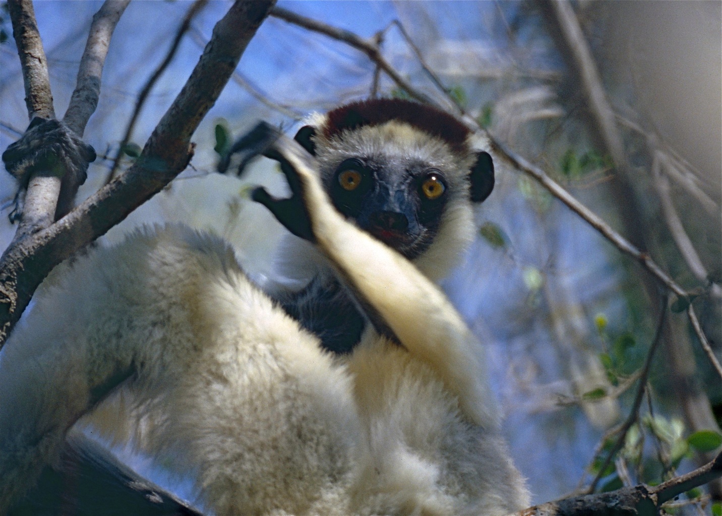 Kirindy Mitea National Park