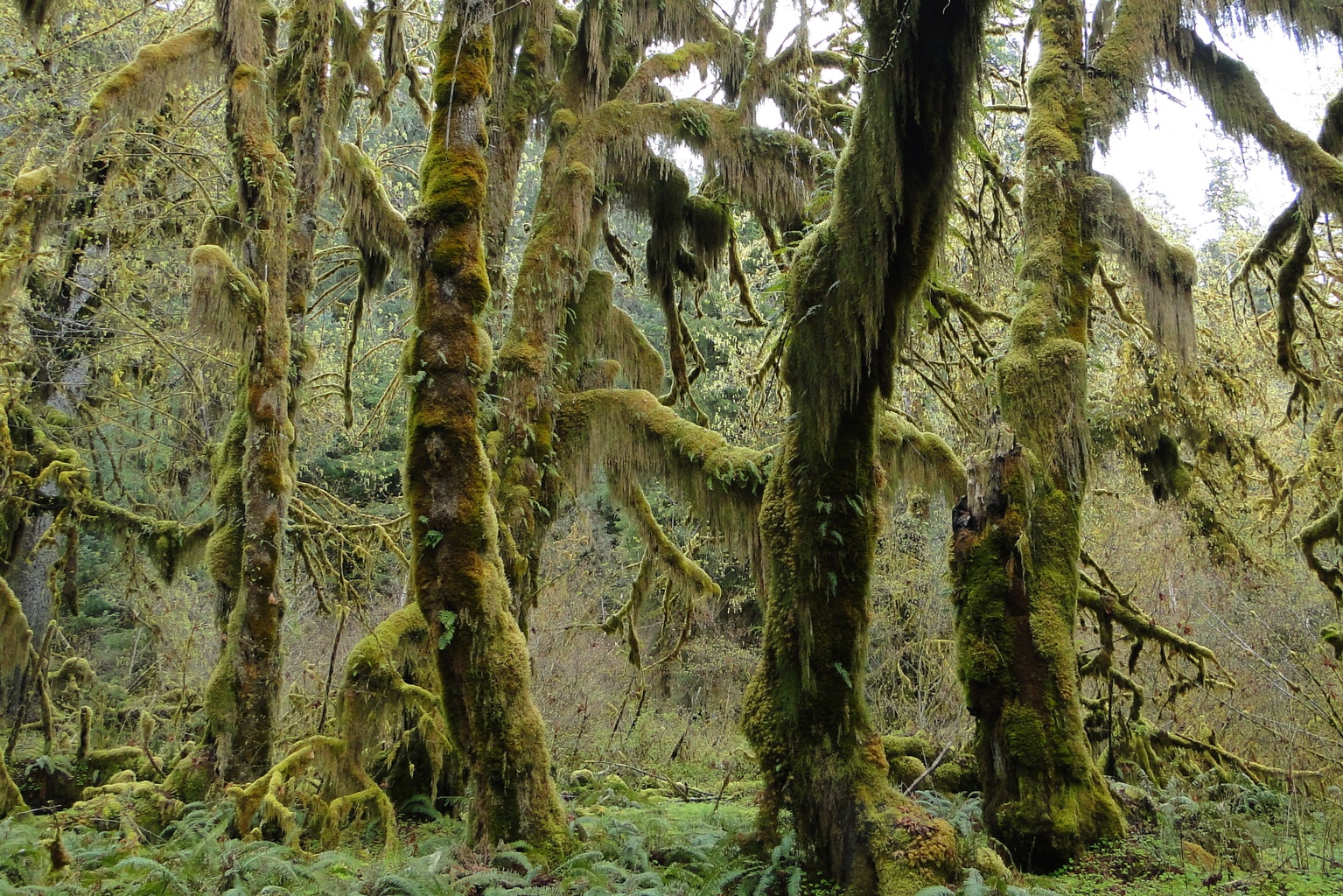 Hoh Rainforest
