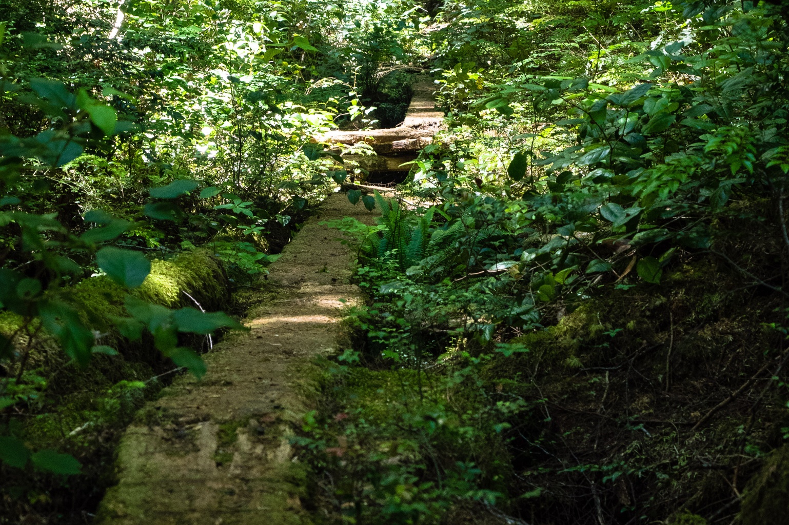 Ericson's Bay Primitive Trail
