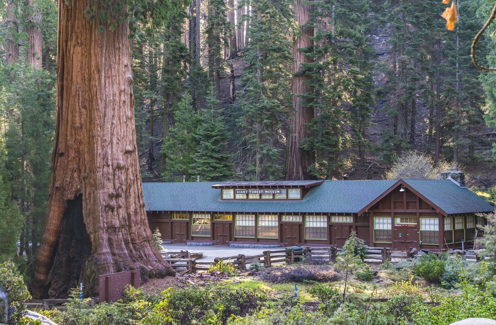 Giant Forest Museum