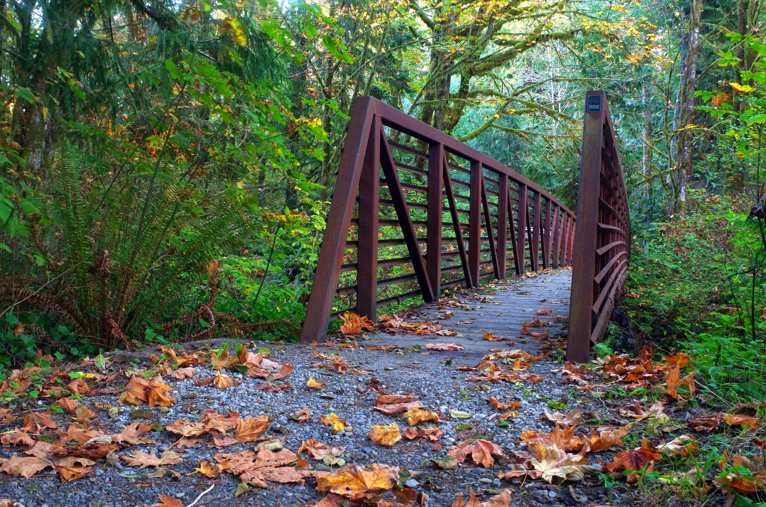 Quinault Loop Trail