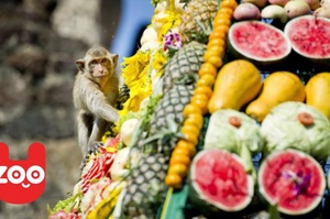 Monkey Buffet Festival