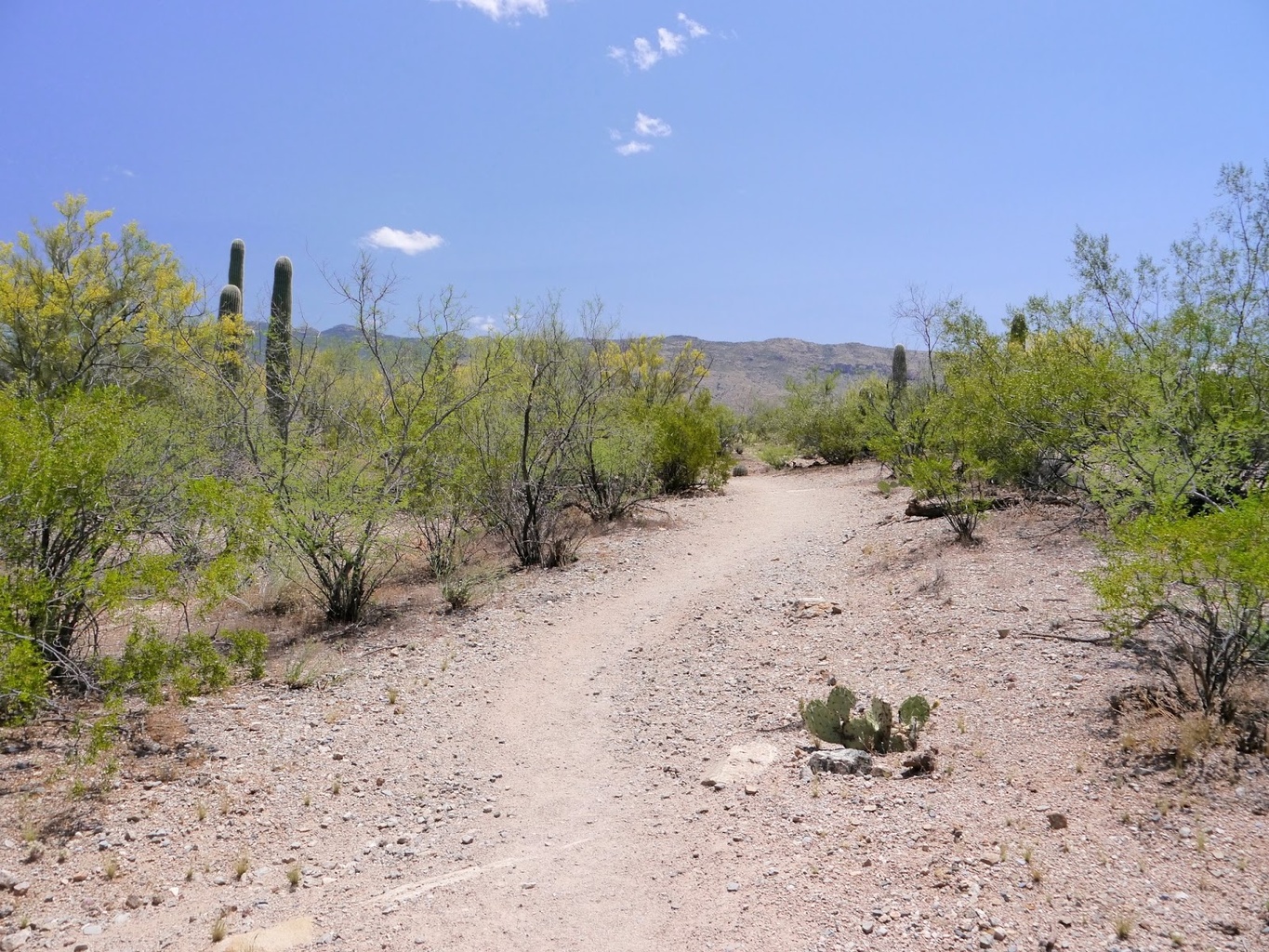 Cactus Forest Trail