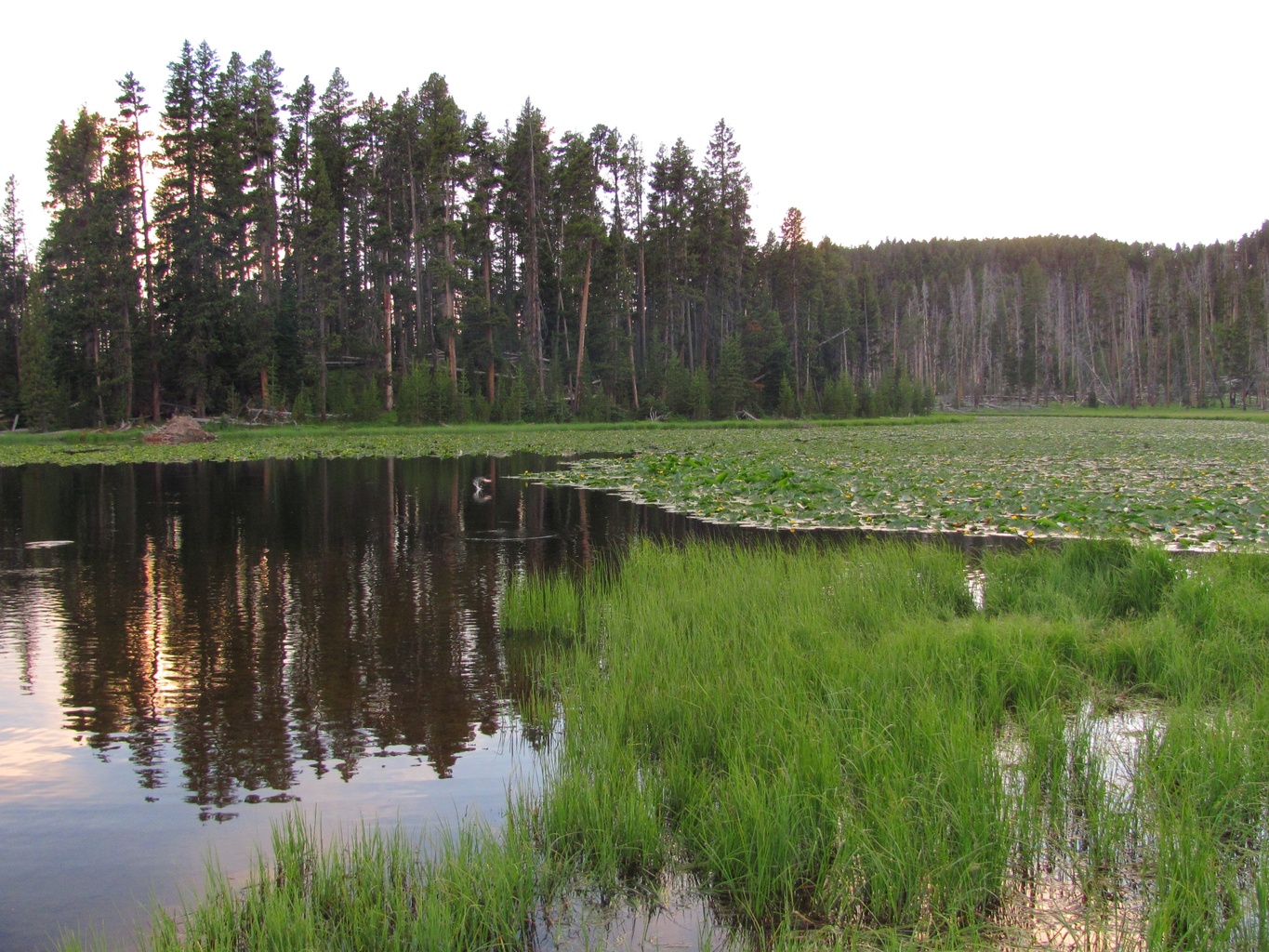 Grebe Lake Trail