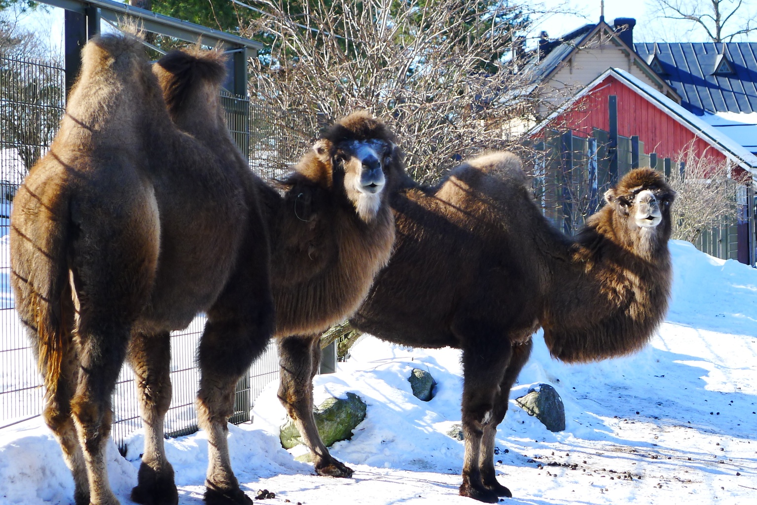 Helsinki Zoo (Korkeasaari)