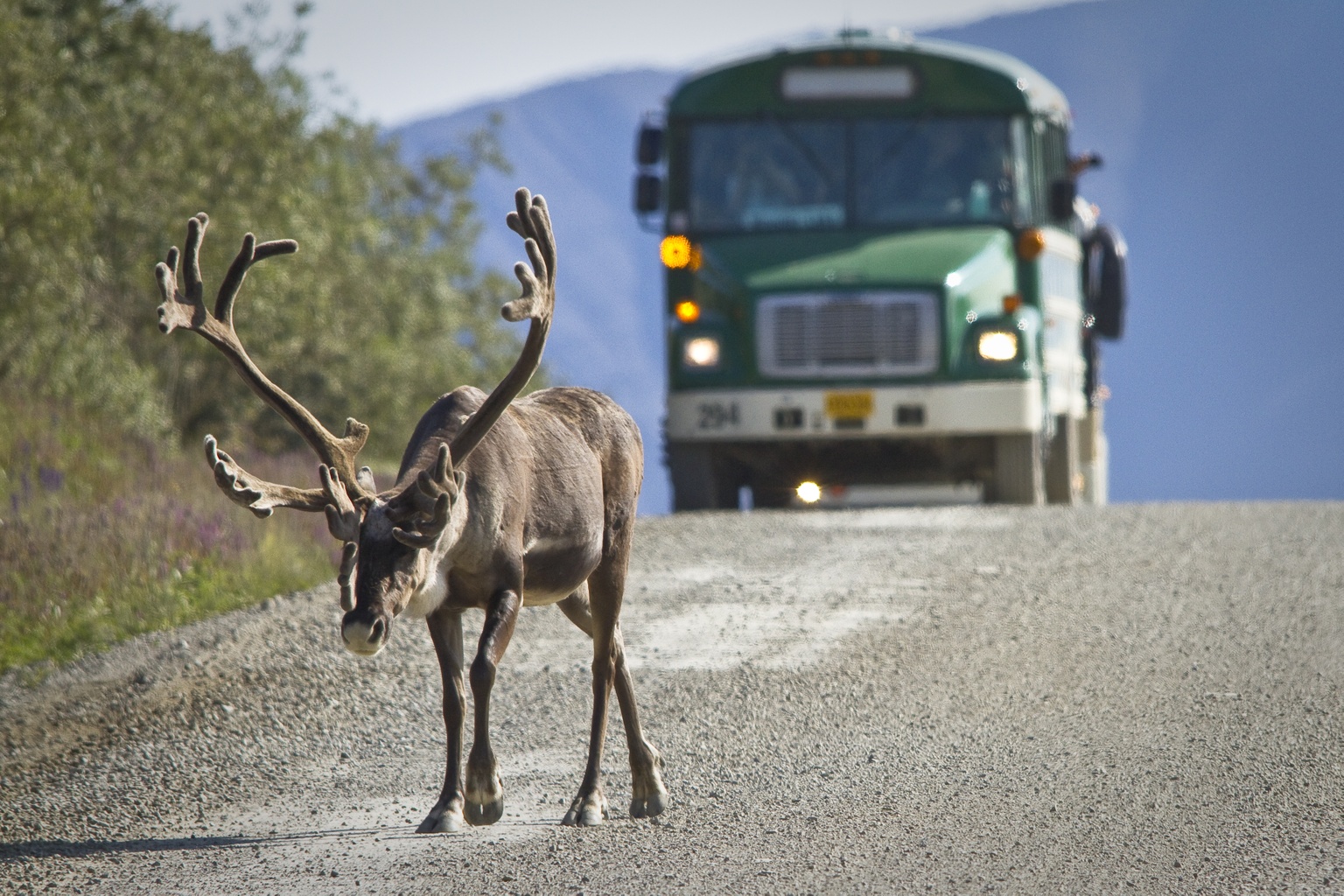 Denali Park Shuttle Bus