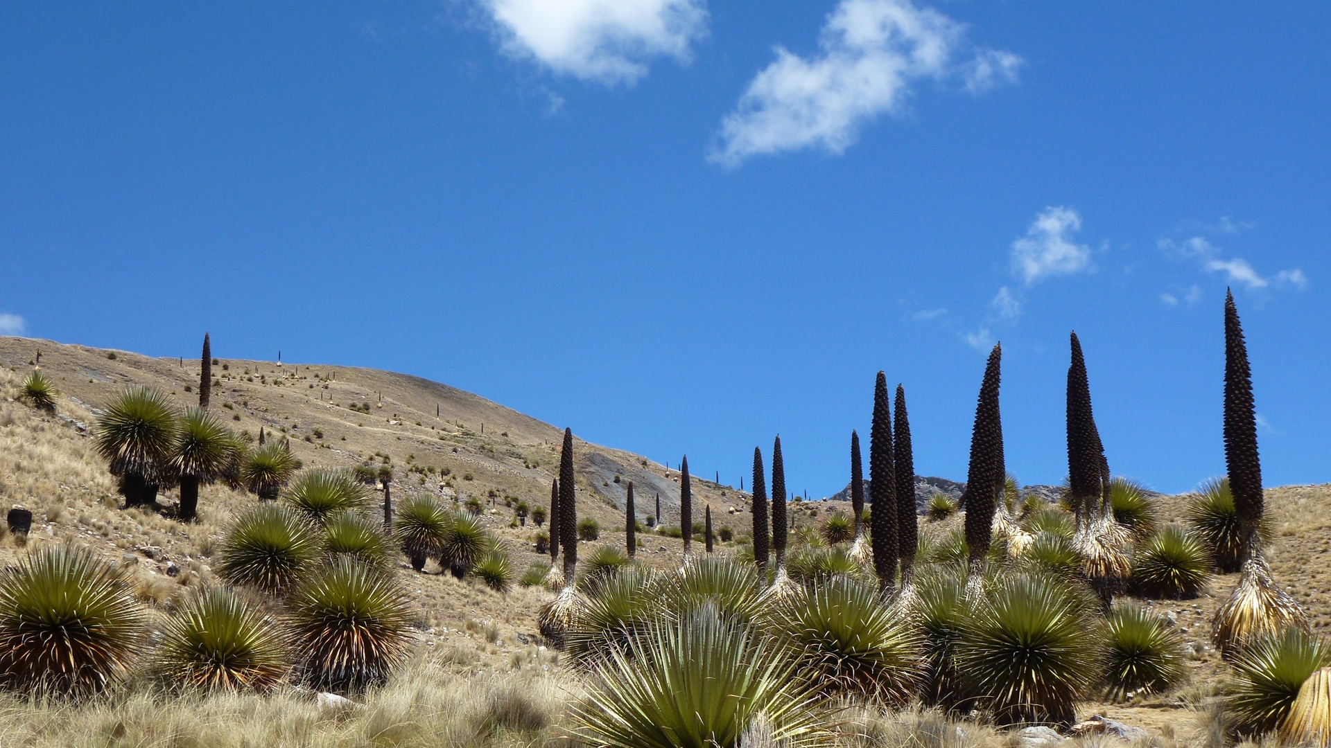 Puya Raimondii (Queen of the Andes)