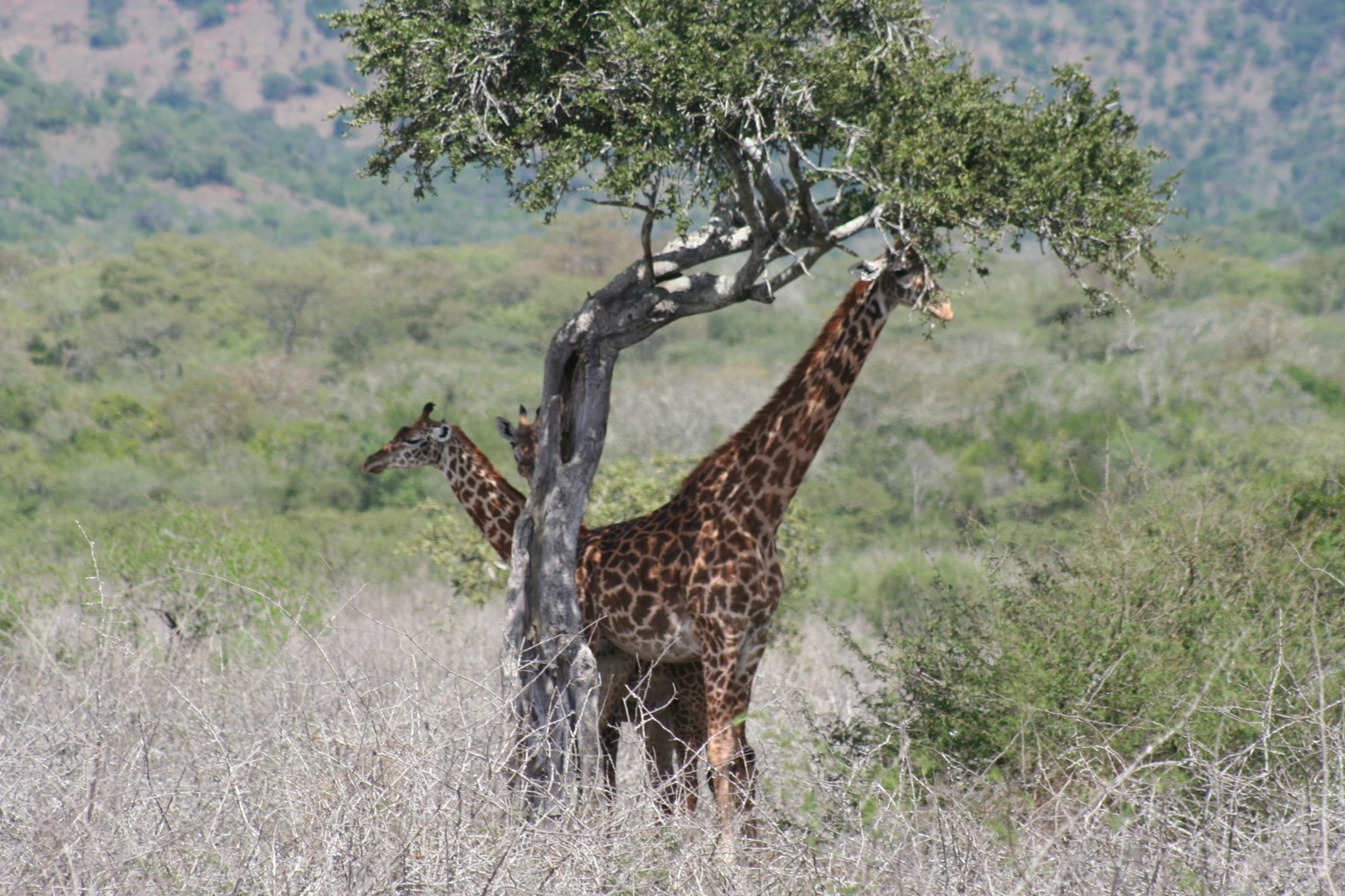 Akagera National Park