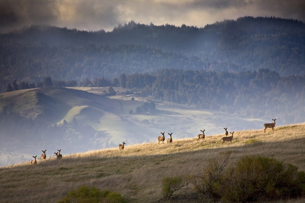 Midpeninsula Regional Open Space District