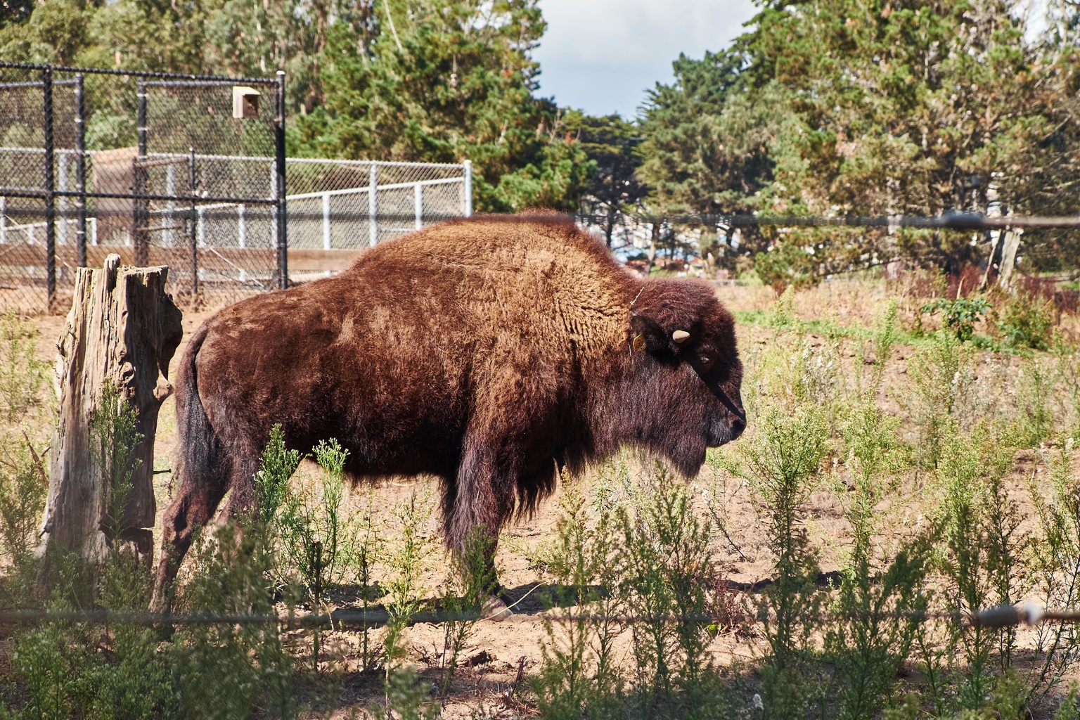 Bison Paddock