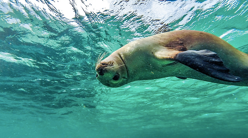 Sea Lions in Baird Bay