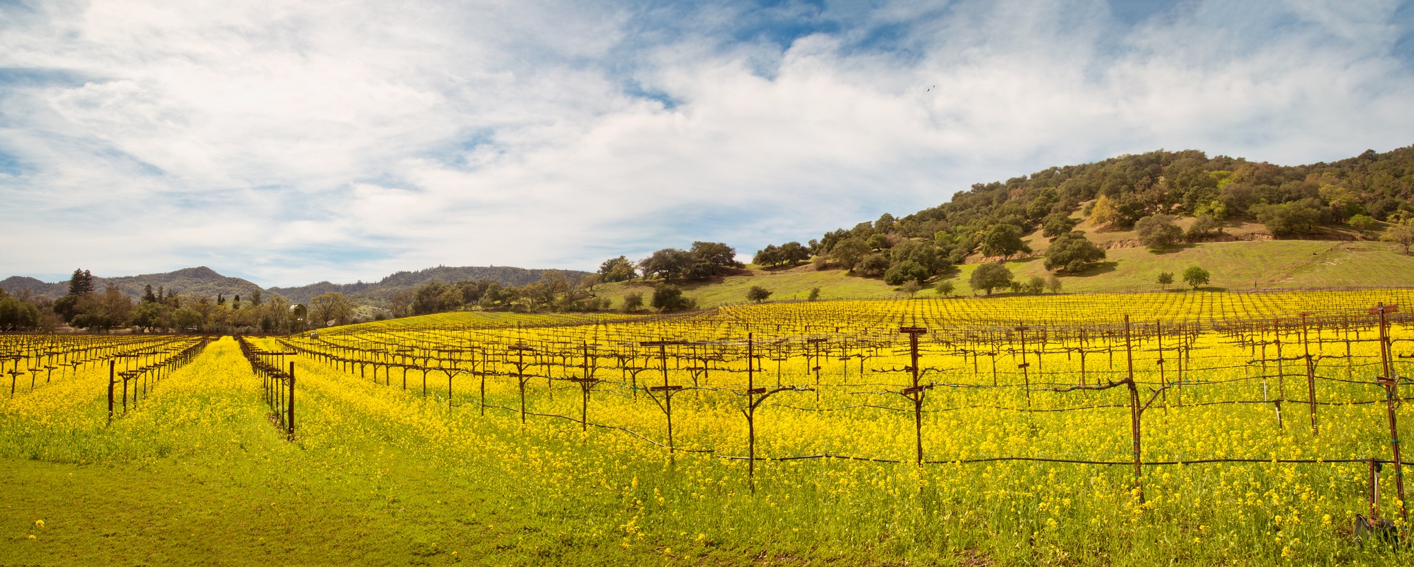 Napa Valley During Mustard Season