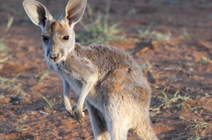 The Kangaroo Sanctuary at Alice Springs