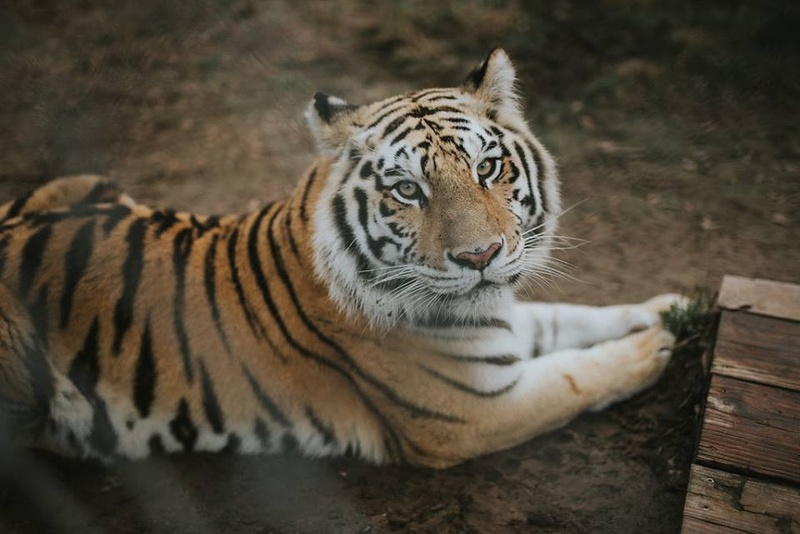 Catty Shack Ranch Wildlife Sanctuary