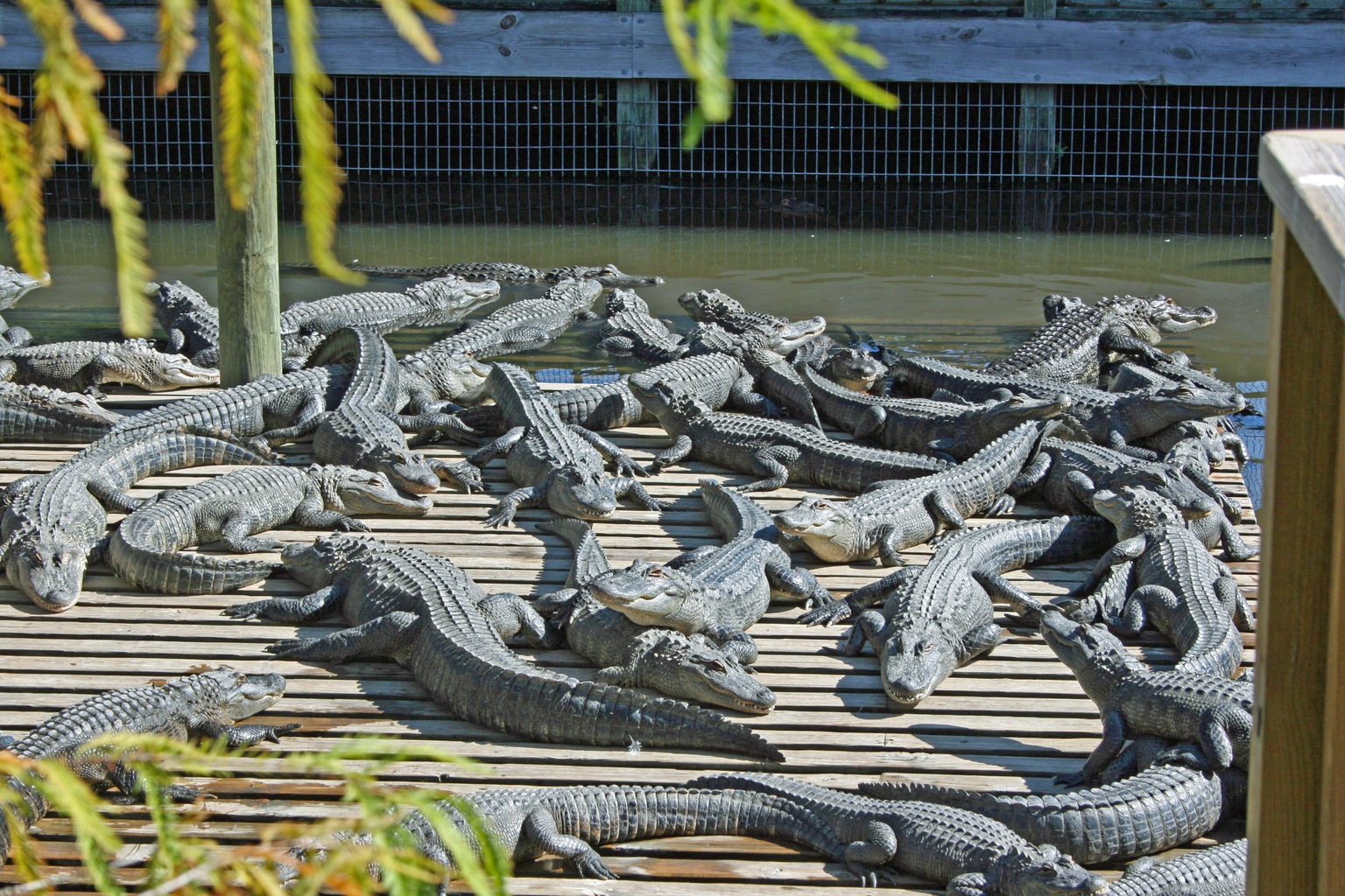 Gatorland