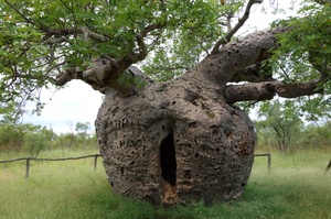 Boab Prison Tree in Derby