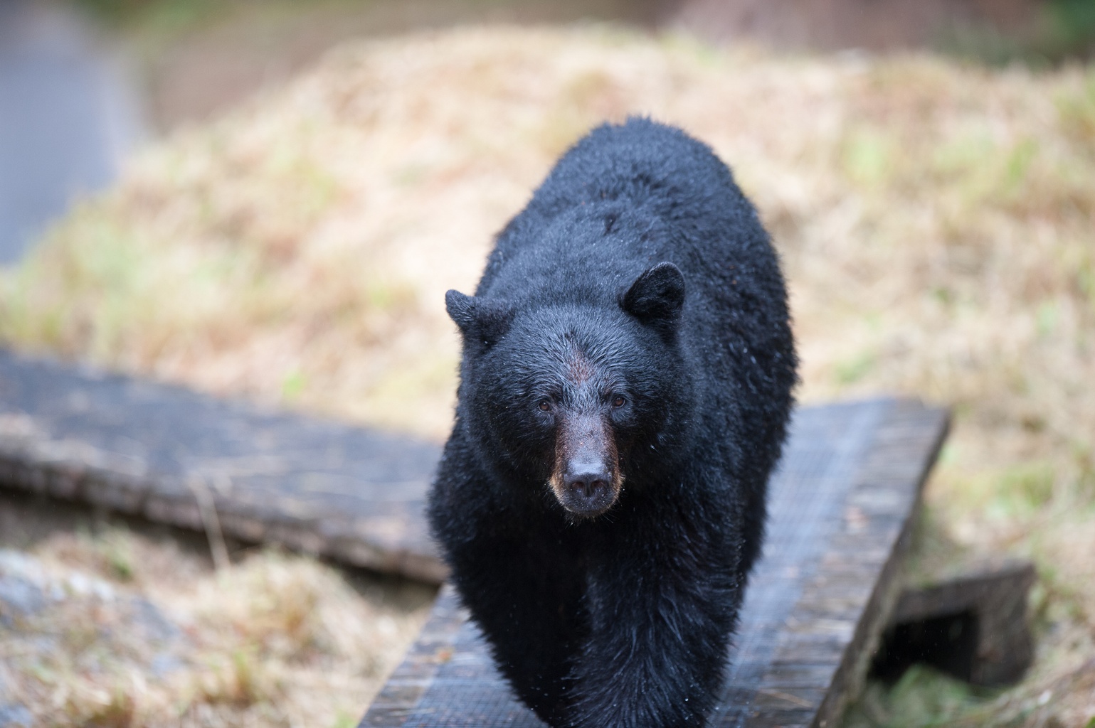 Bears at Anan Wildlife Observatory Site