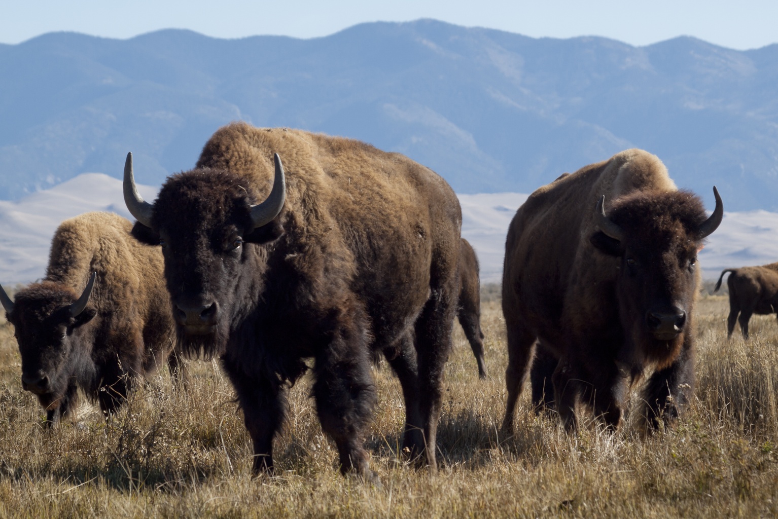 Bison at Great Sand Dunes National Park