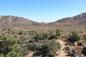 Covington Flats Loop Trail