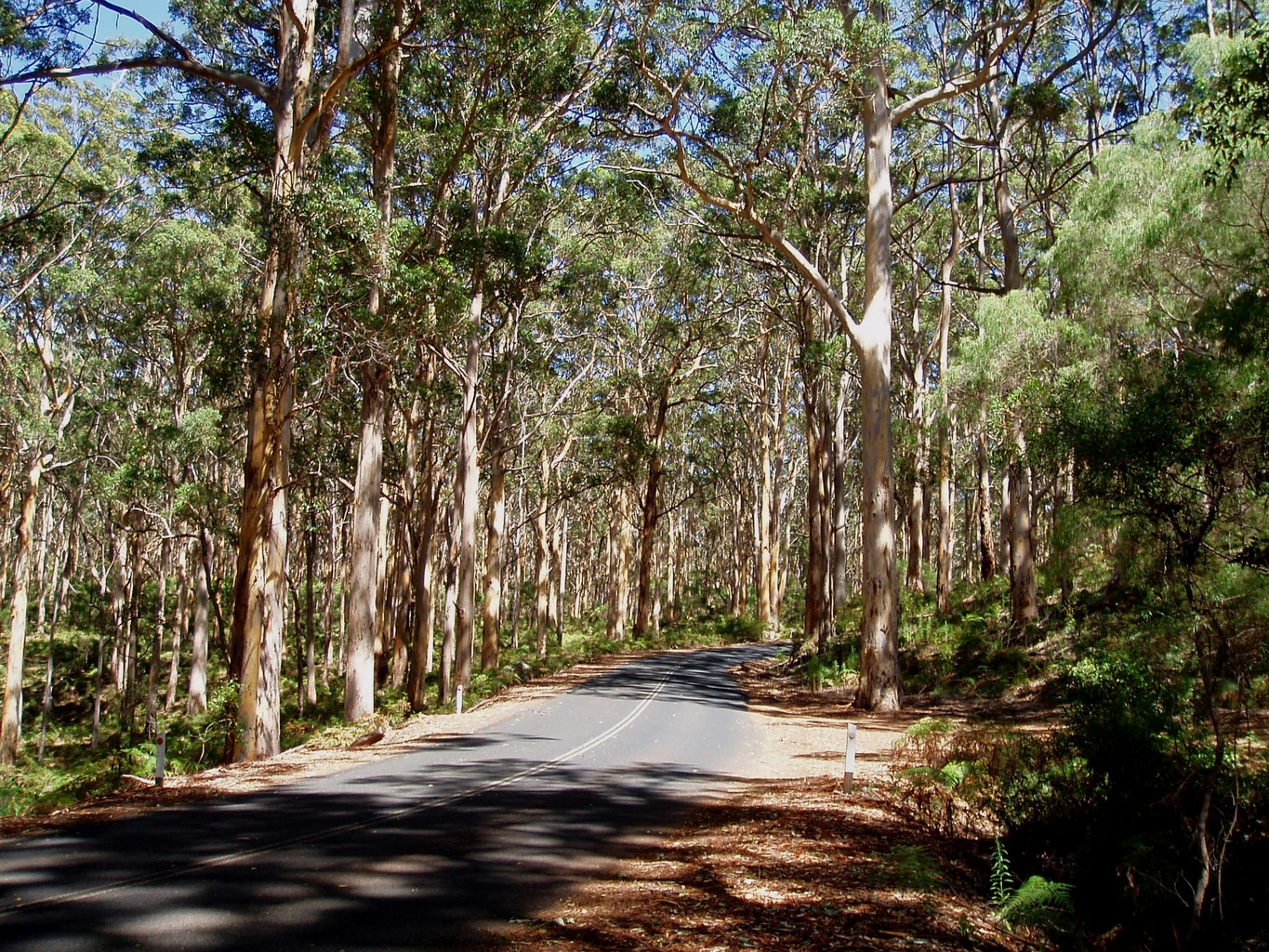 Caves Road (Western Australia)