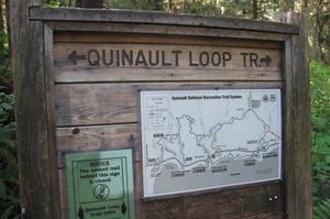 Quinault Loop Trail