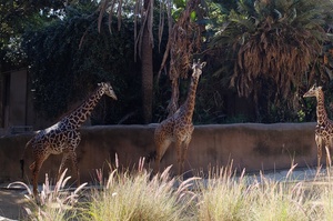 Los Angeles Zoo & Botanical Gardens